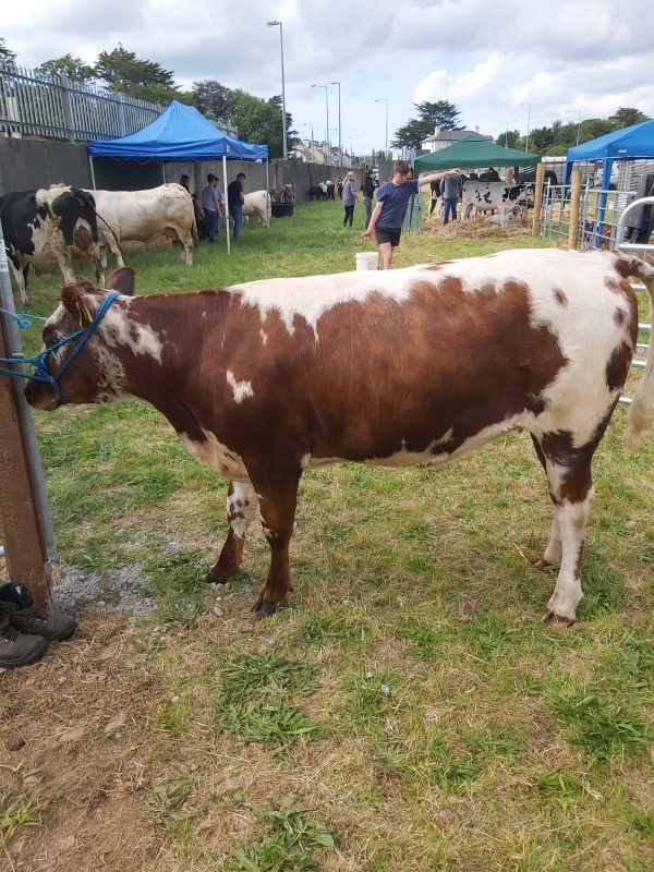 Carberry Show 2022 – Droimeann Cattle Society
